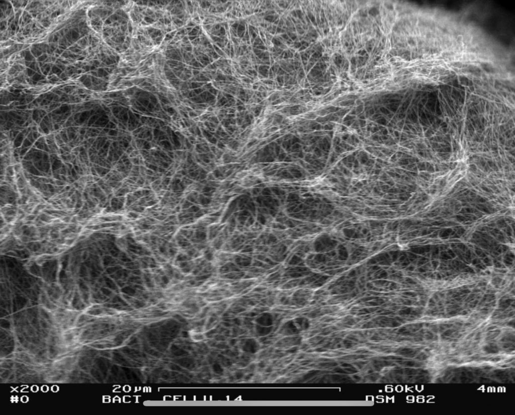 Cellulose vi khuẩn và một số ứng dụng trong phát triển vật liệu y sinh ...