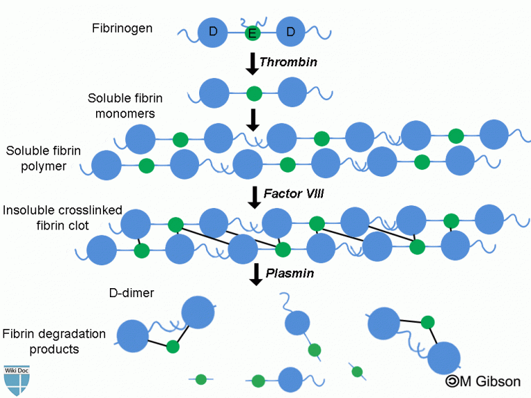 Vai trò và ý nghĩa của xét nghiệm D-dimer - Trường Đại học Nguyễn Tất Thành